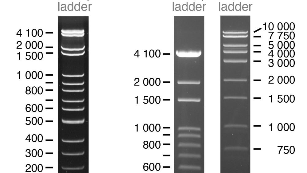 Penn State DNA ladders: inexpensive molecular rulers for DNA research | Penn State University